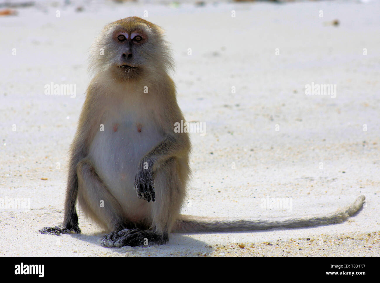 Isolated monkey (crab eating long tailed Macaque, Macaca fascicularis ...