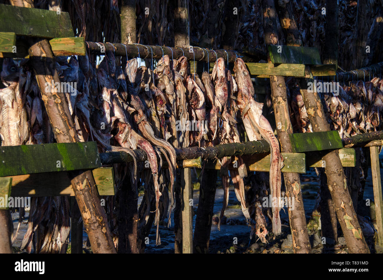 A lot of big fish is dried on wooden supports under the open sky ...