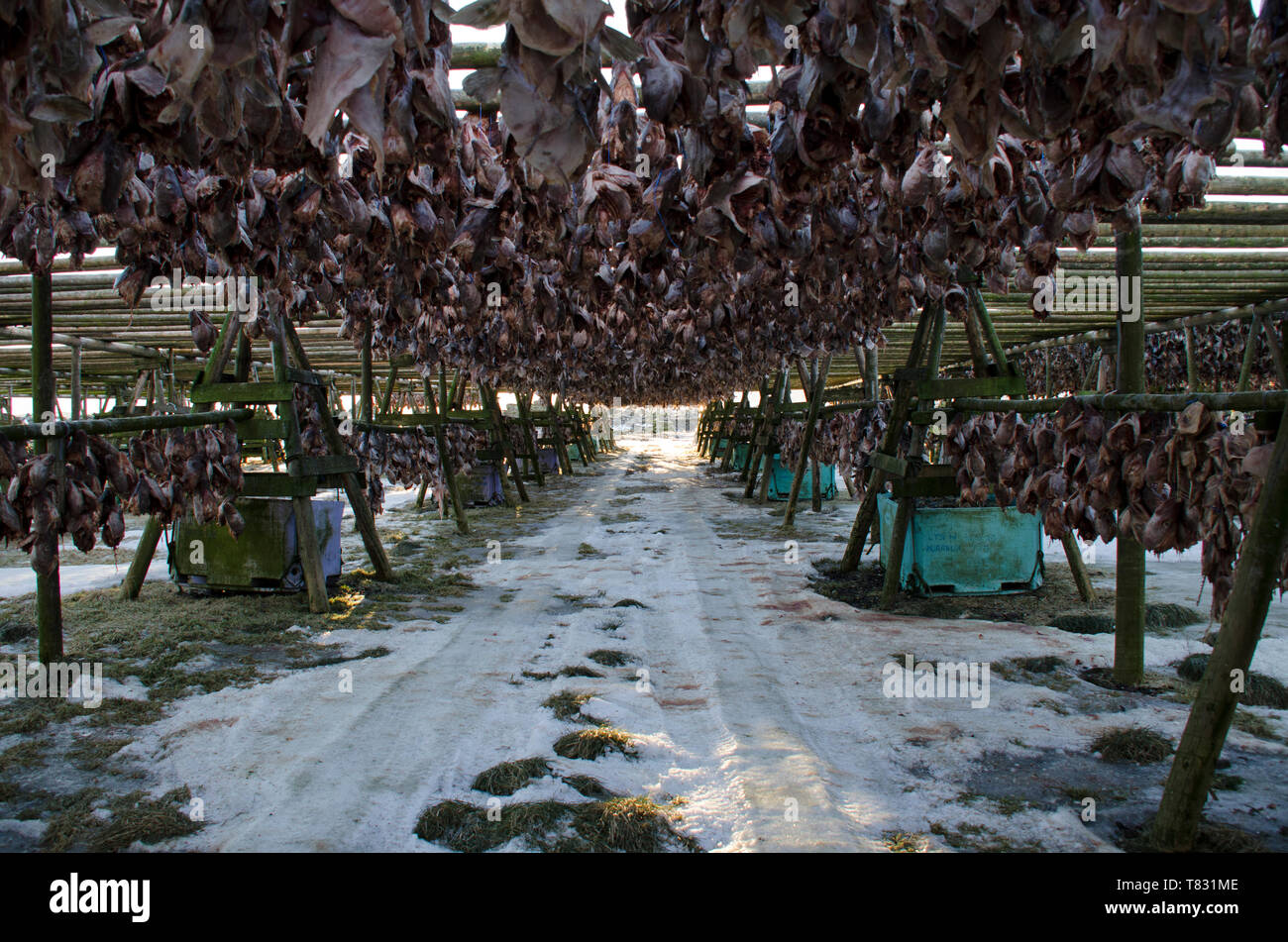 A lot of big fish is dried on wooden supports under the open sky ...