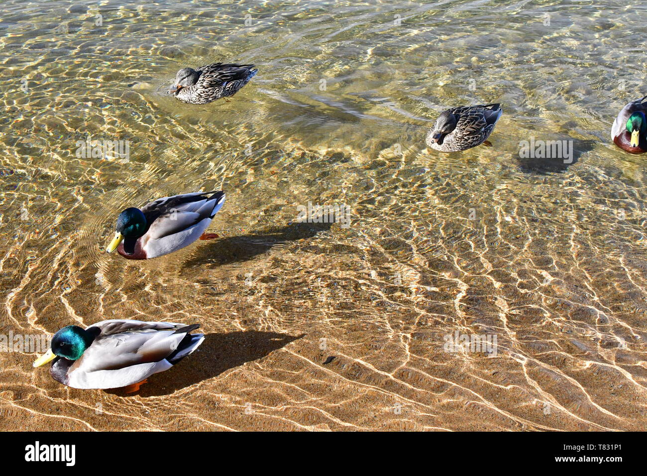 Ducks on the lake Stock Photo - Alamy