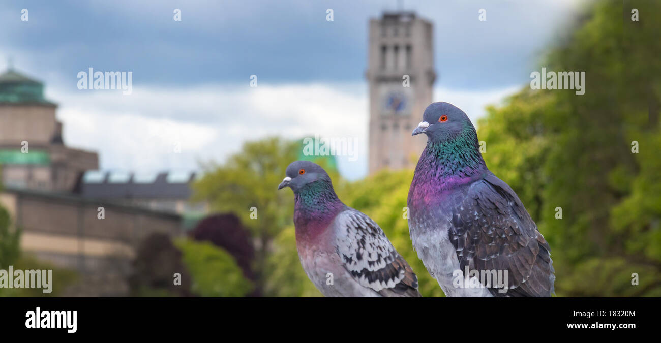 colorful doves in munich with Deutsches Museum building in background ...