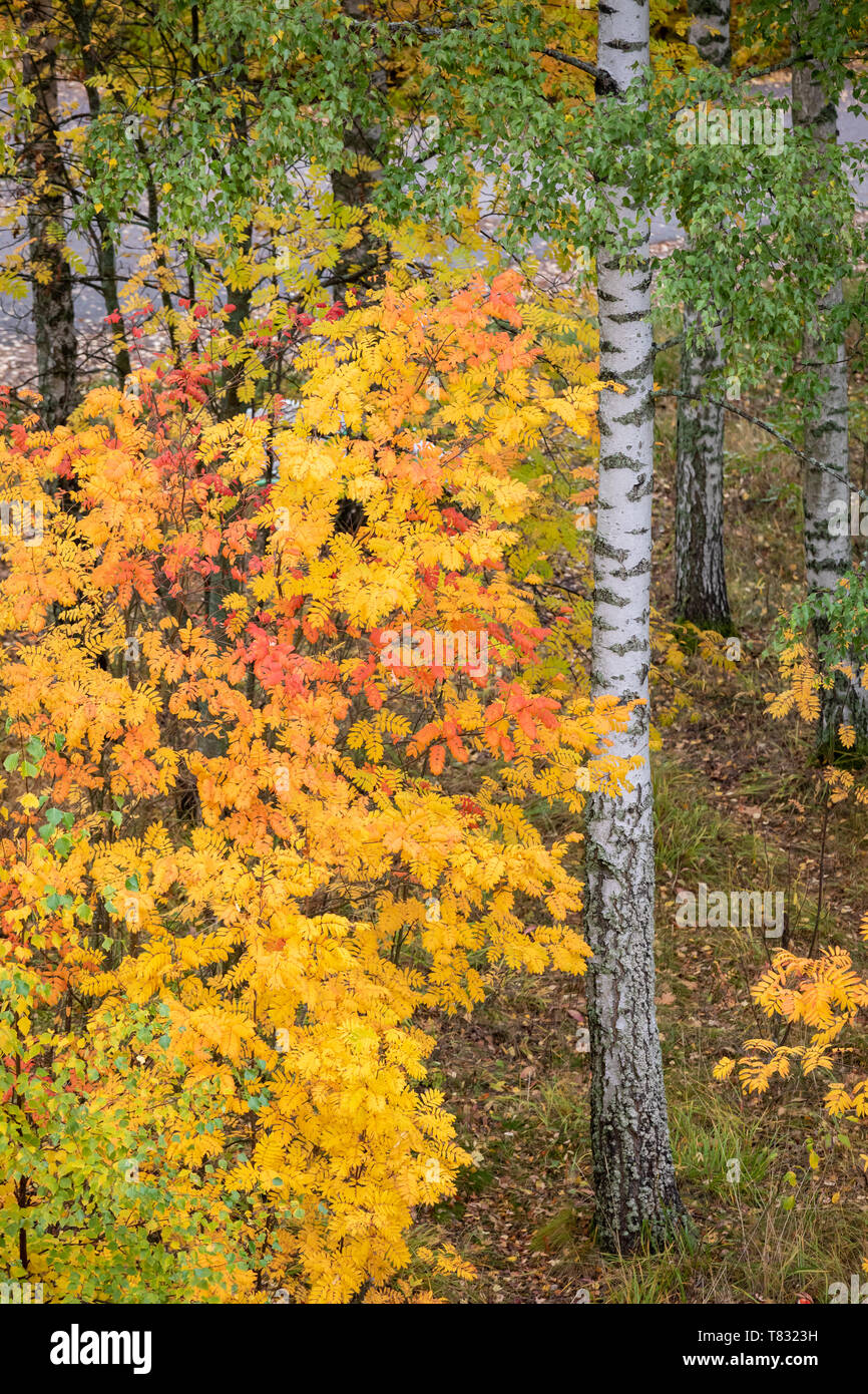 Colorful rowan foliage park hi-res stock photography and images - Alamy