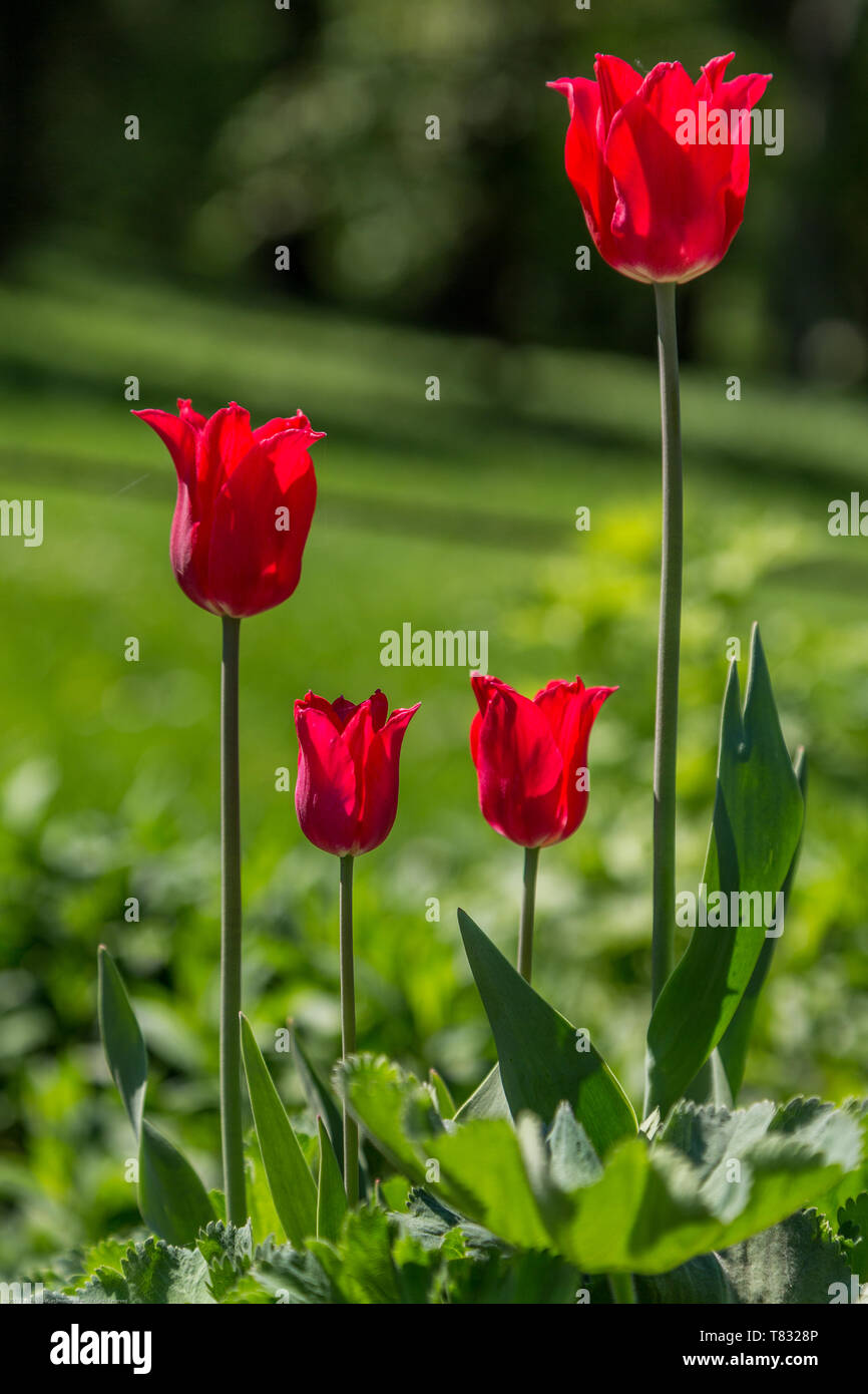 Tulip Flowers in he garden Stock Photo - Alamy