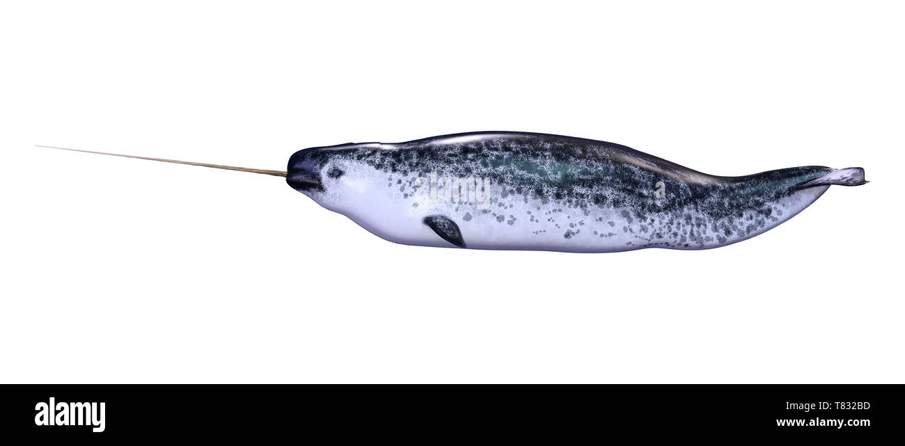 Male narwhal hi-res stock photography and images - Alamy