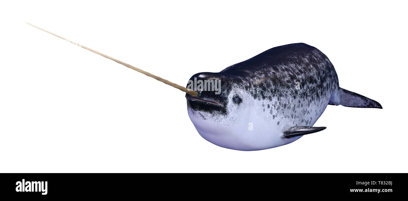 Narwhal Face