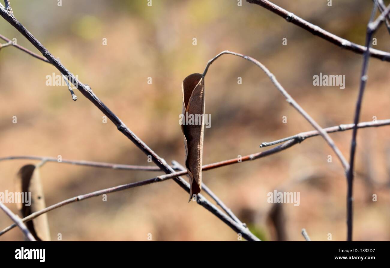 A alone dried leaf hanging on branch of Tree Stock Photo - Alamy