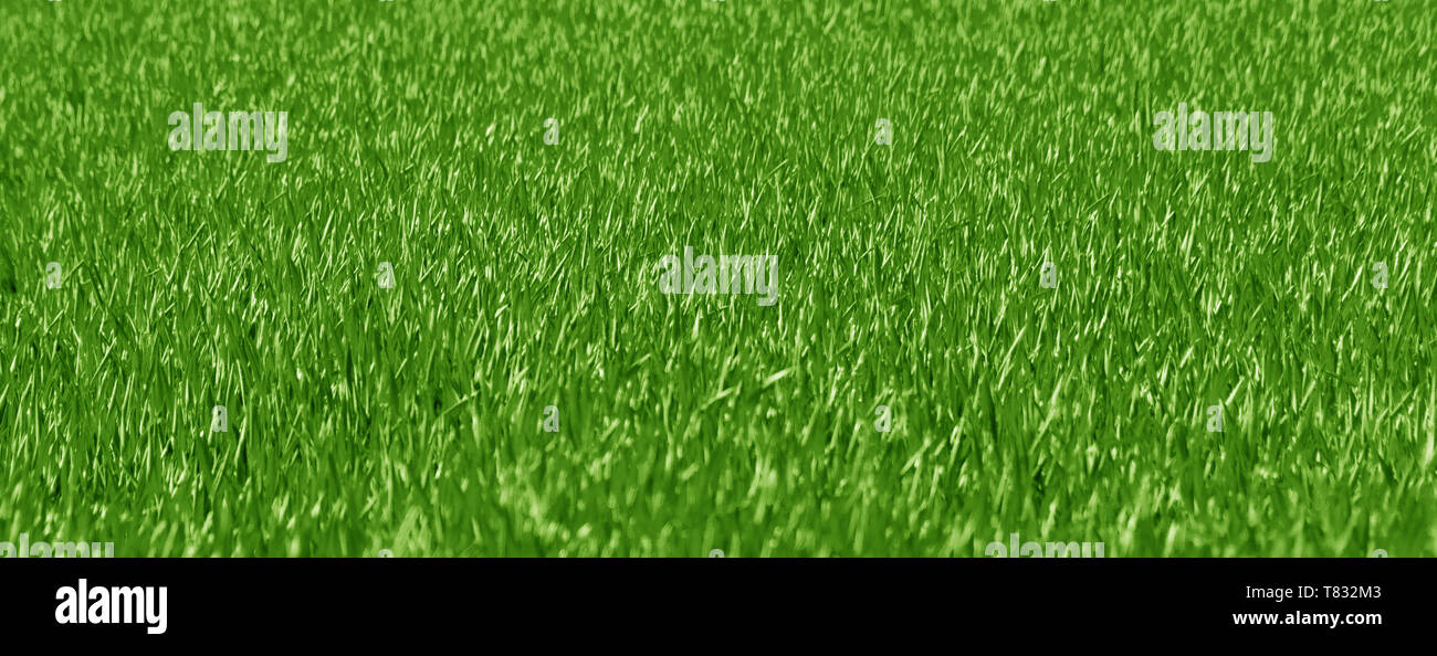 Background of grass field. Grass pattern and texture. Lawn background ...