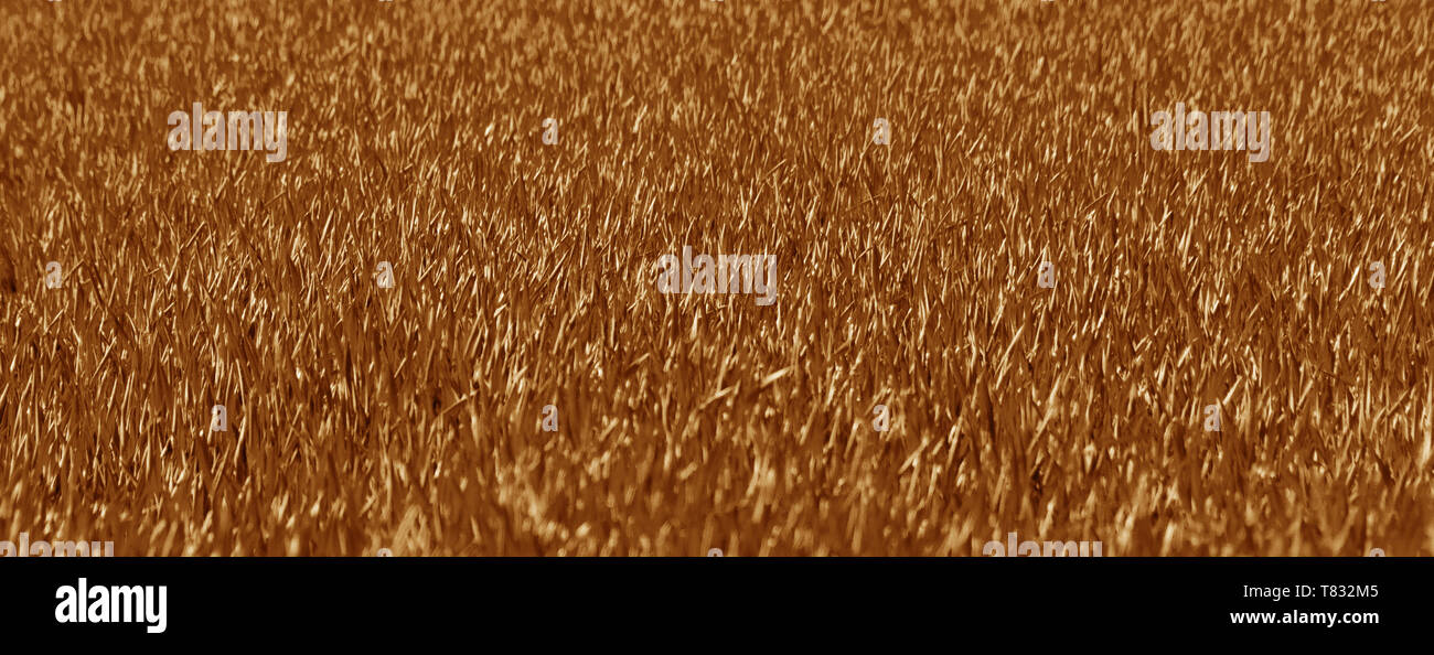 Background of grass field. Grass pattern and texture. Lawn background ...