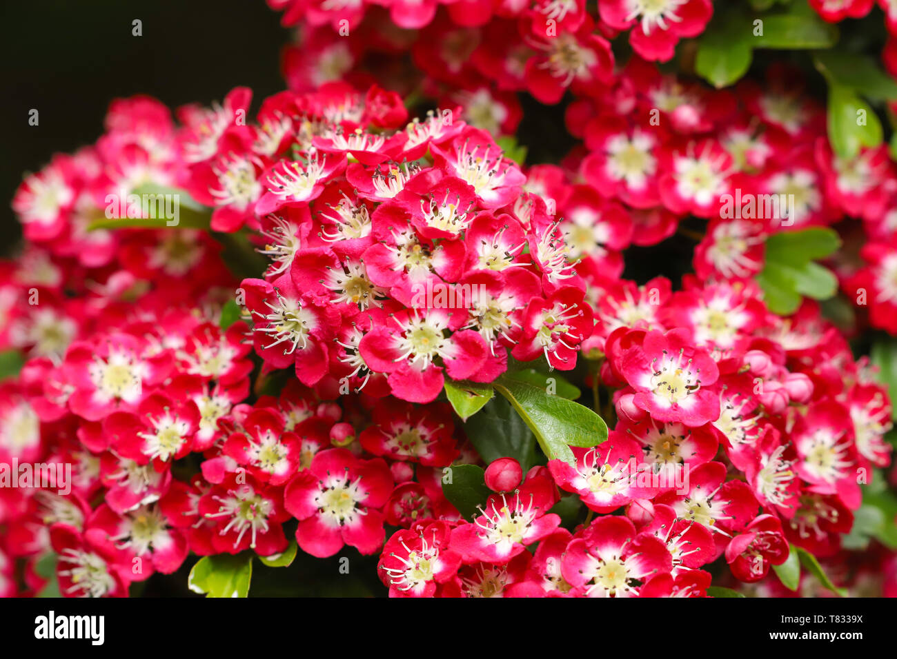 A beautiful Hawthorn Tree Crimson Cloud (Crataegus laevigata) in full ...
