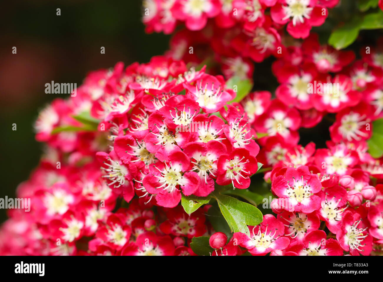 Hawthorn crimson cloud hi-res stock photography and images - Alamy