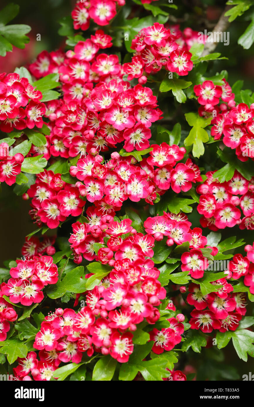 Hawthorn crimson cloud hi-res stock photography and images - Alamy