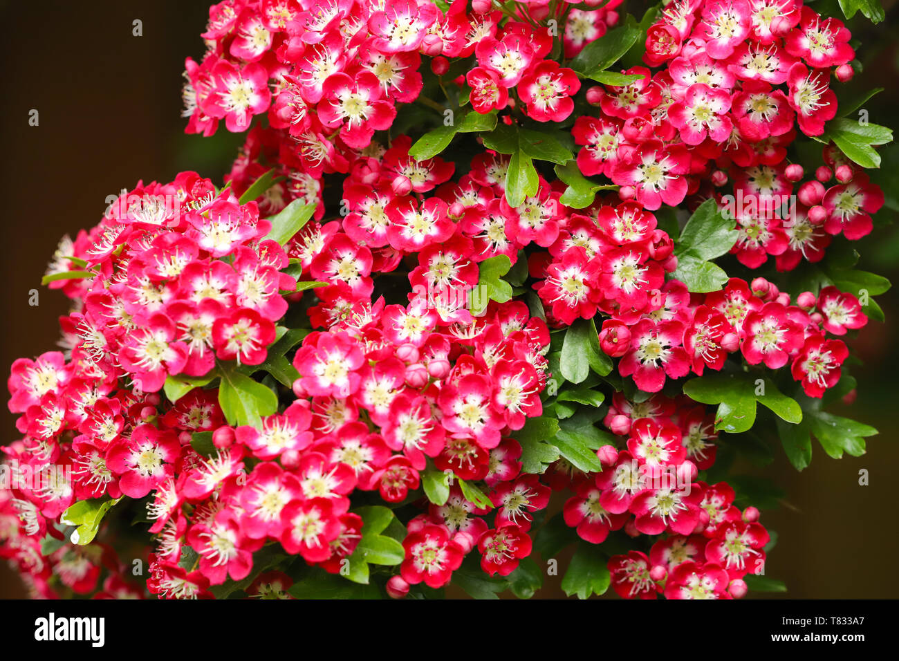 Elegant Crimson Cloud Hawthorn Photos