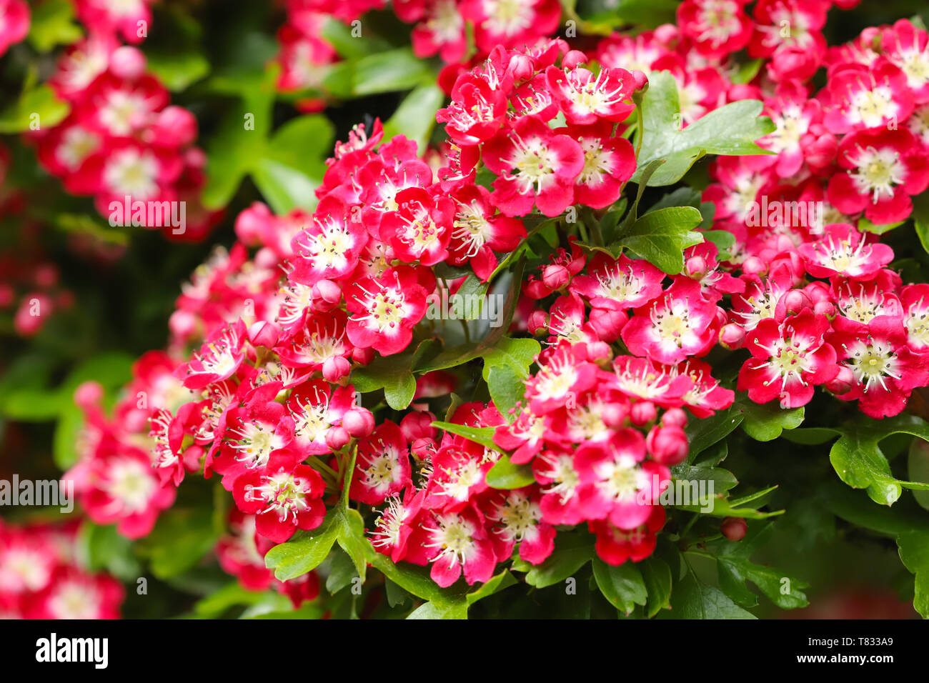 Hawthorn crimson cloud hi-res stock photography and images - Alamy