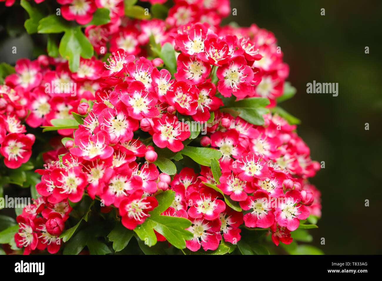 Hawthorn crimson cloud hi-res stock photography and images - Alamy