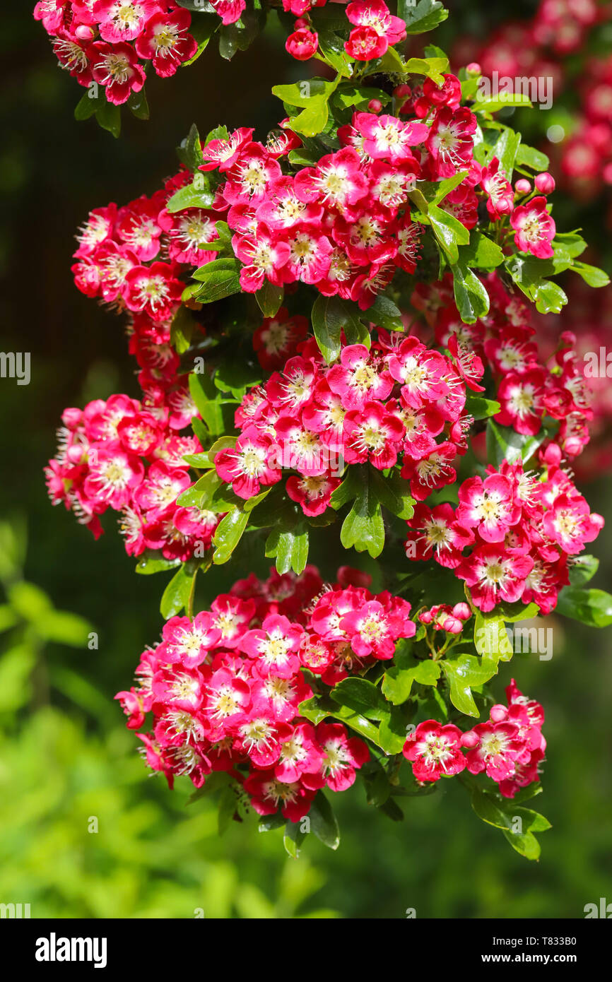 Hawthorn crimson cloud hi-res stock photography and images - Alamy