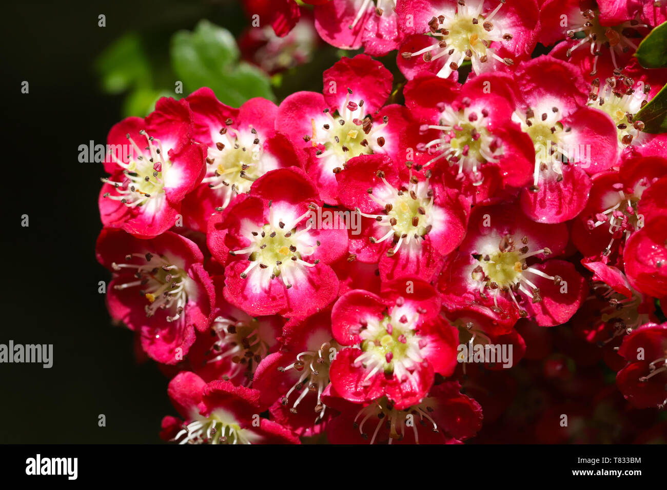 A beautiful Hawthorn Tree Crimson Cloud (Crataegus laevigata) in full ...