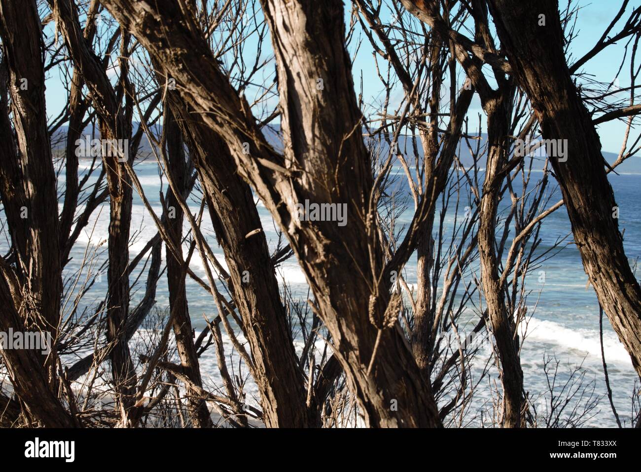 Forest covered view of the Australian ocean Stock Photo - Alamy