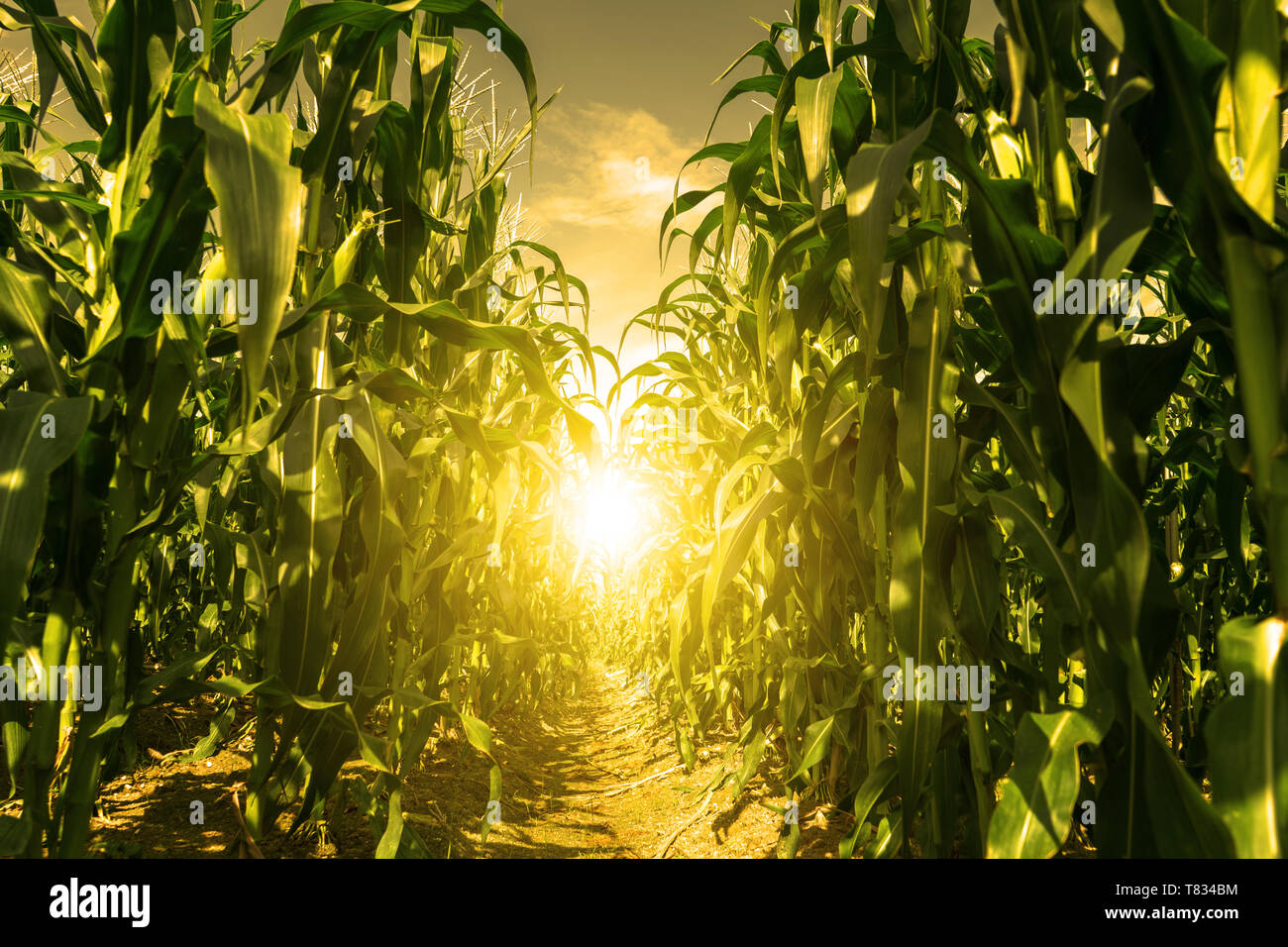 Corn field plantation in sunrise Stock Photo - Alamy