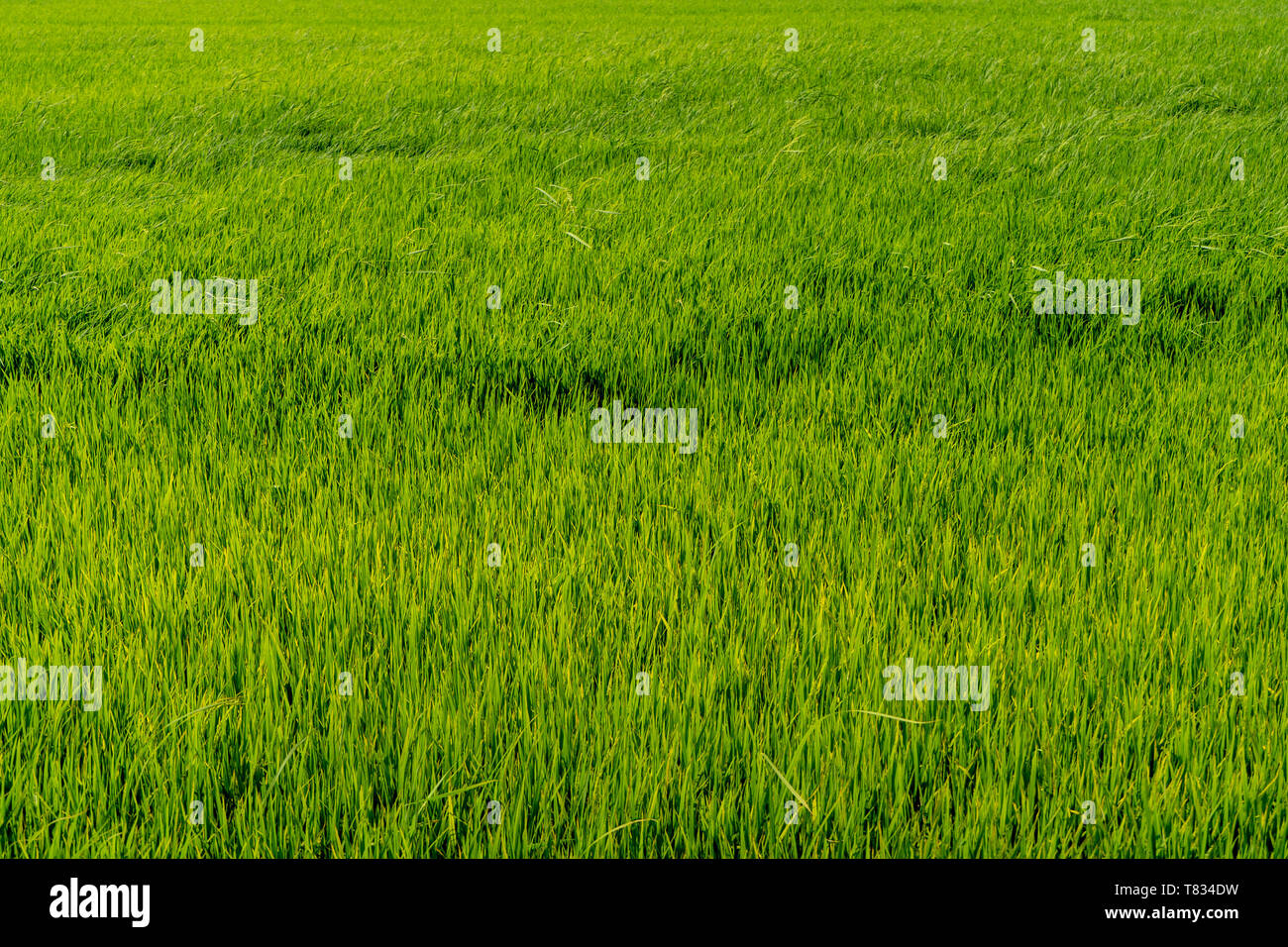 Paddy rice fields background Stock Photo - Alamy