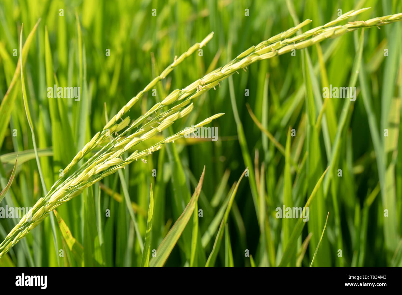 Growing paddy seeds hi-res stock photography and images - Alamy