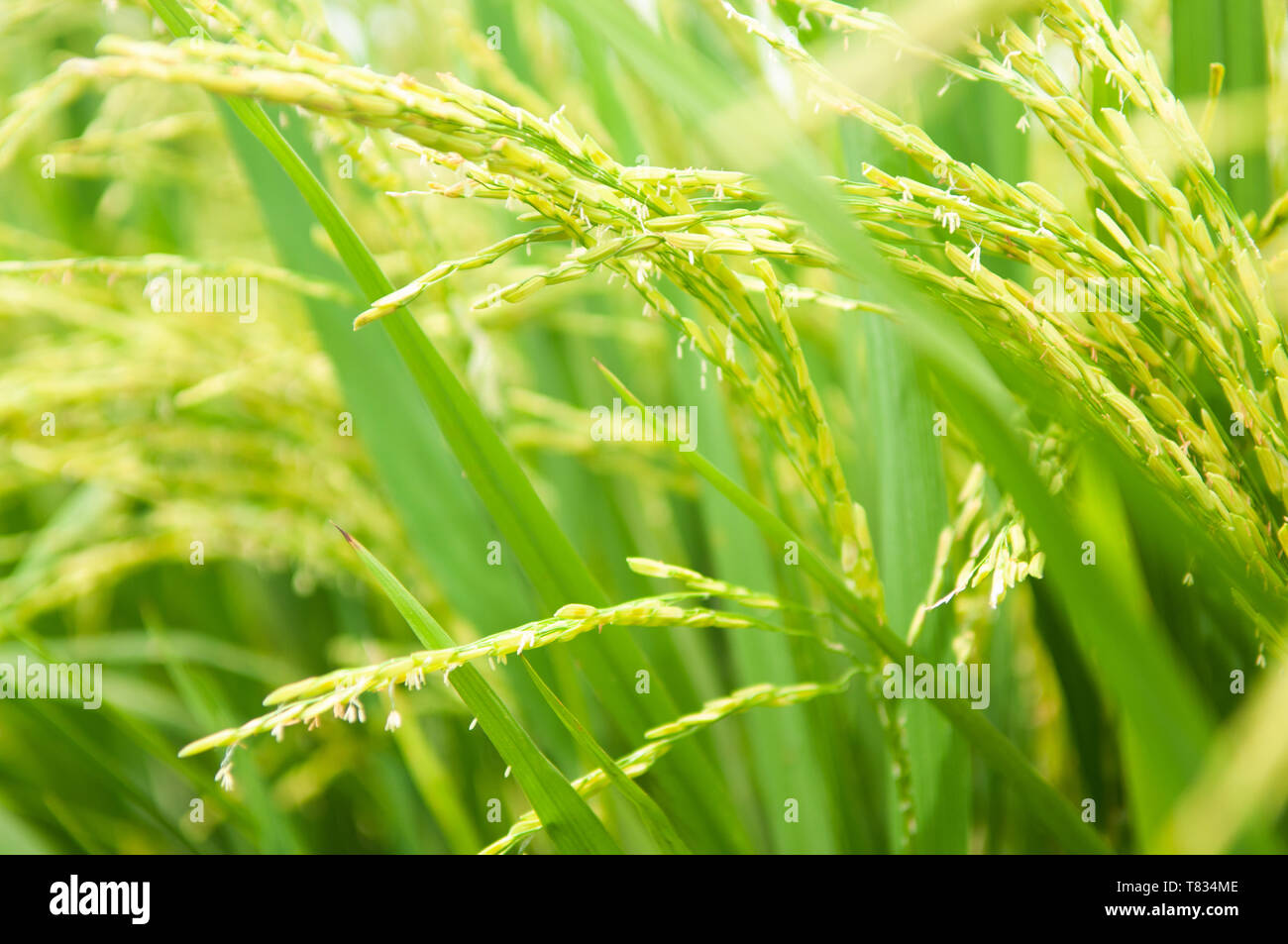 Close up view paddy plant hi-res stock photography and images - Alamy