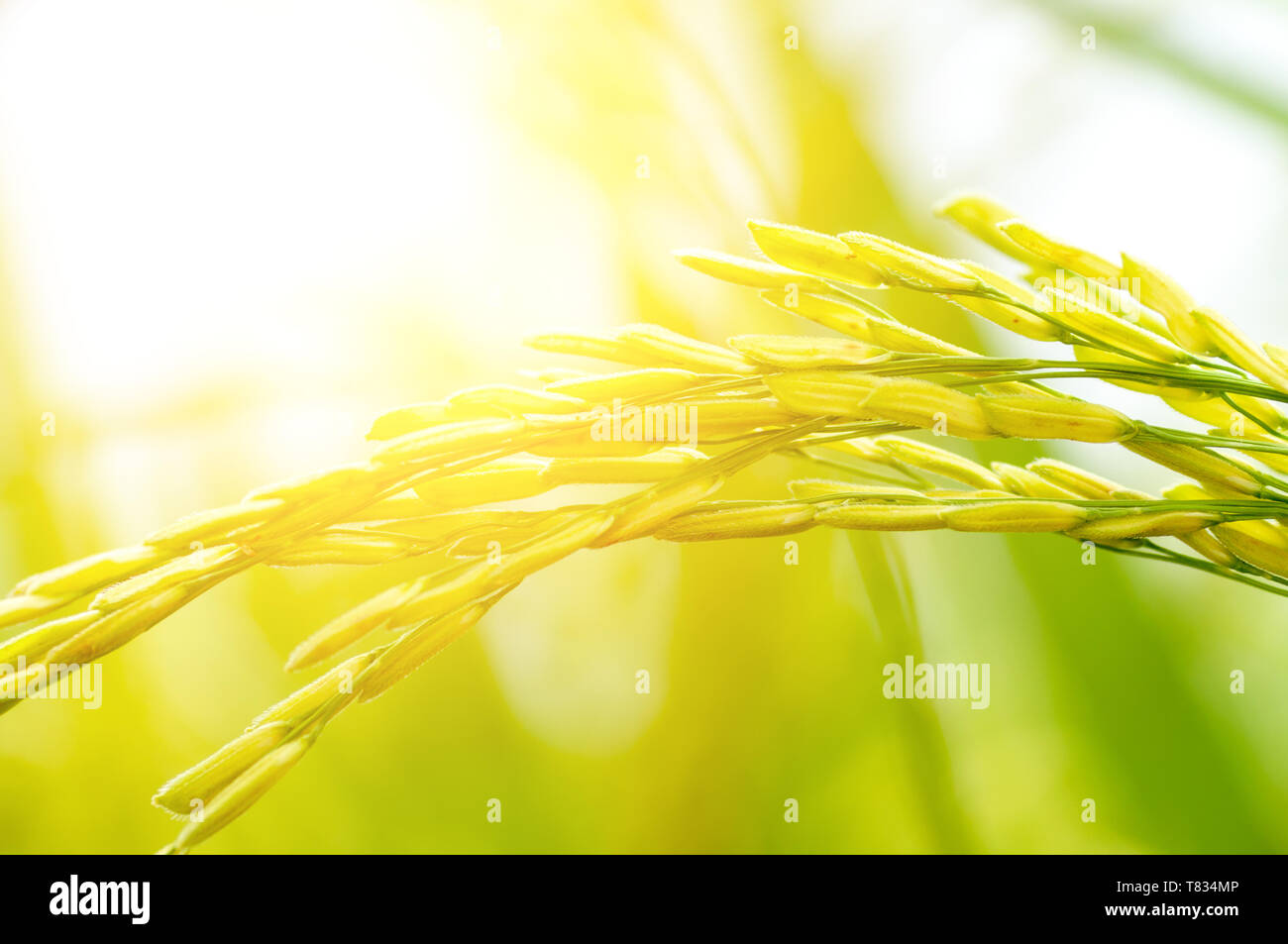 Close up paddy rice plant with sunset Stock Photo - Alamy