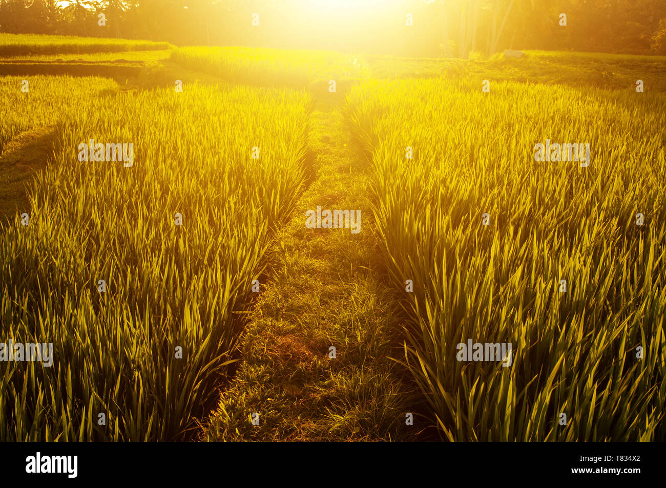 Panorama padi terrace bali hi-res stock photography and images - Alamy