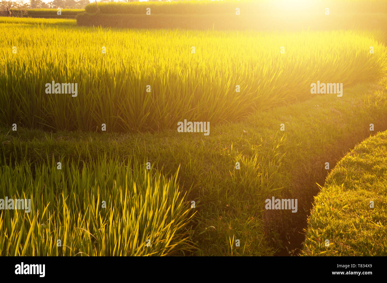 Terrace paddy rice fields in evening sunset, Bali, Indonesia Stock ...