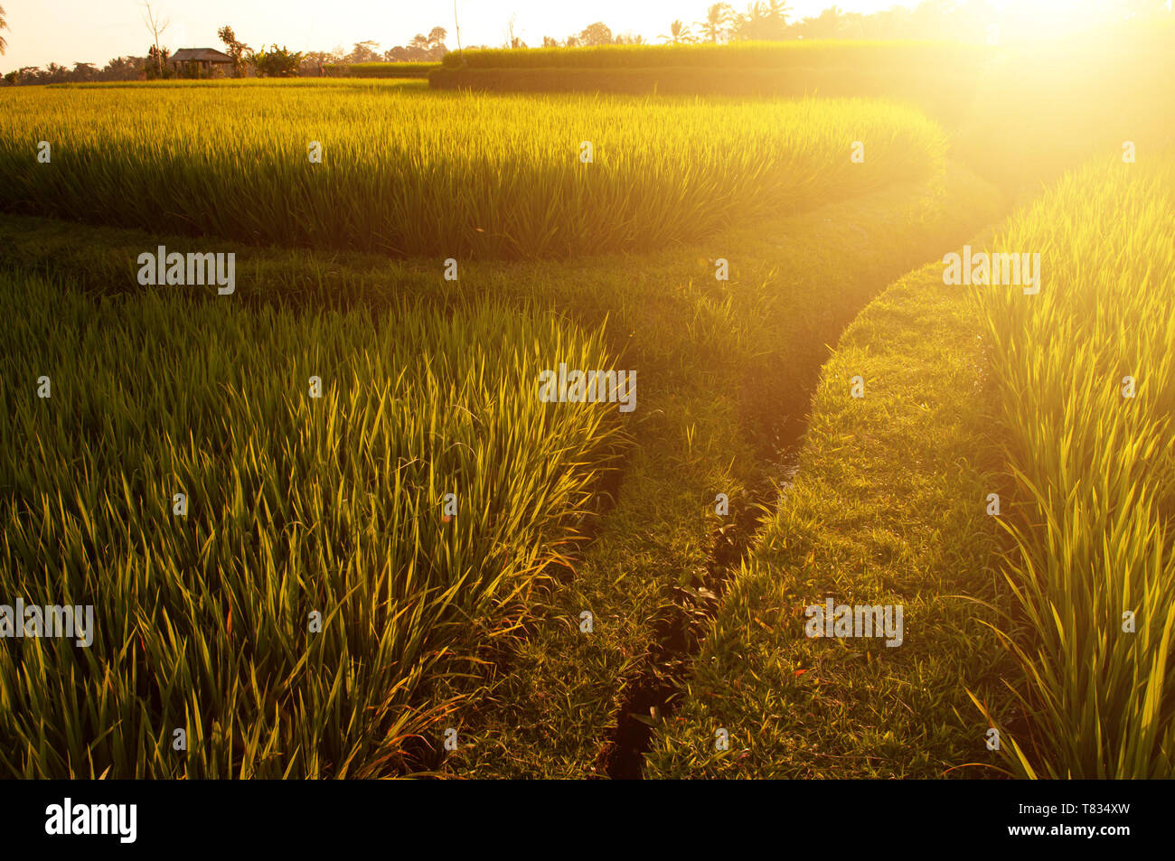 Panorama padi terrace hi-res stock photography and images - Alamy