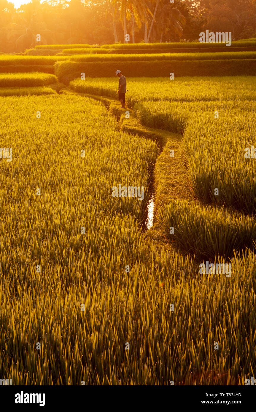 Terrace paddy rice fields in evening sunset, Bali, Indonesia Stock ...
