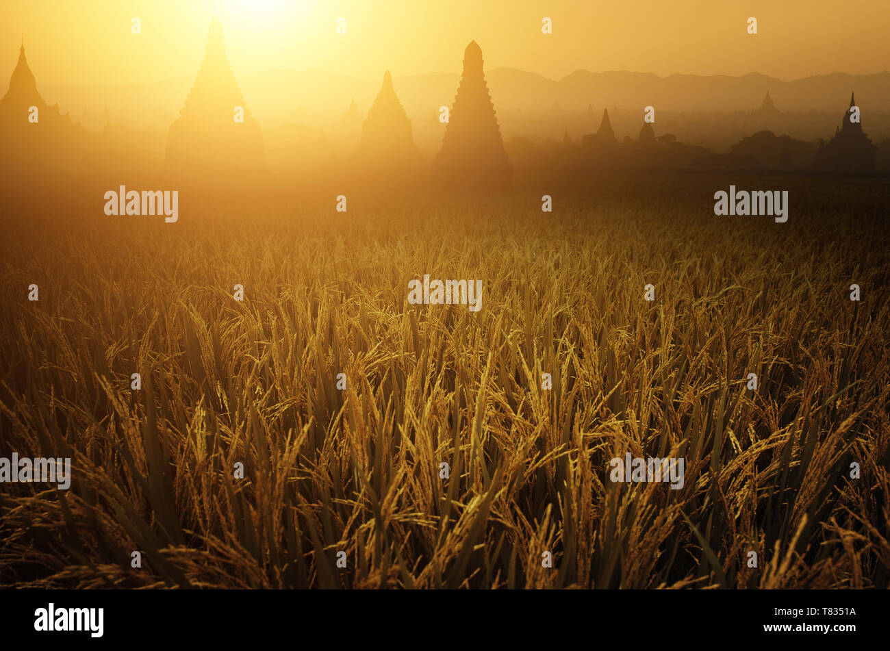 Paddy rice fields in sunrise, Bagan temple as background Stock Photo ...