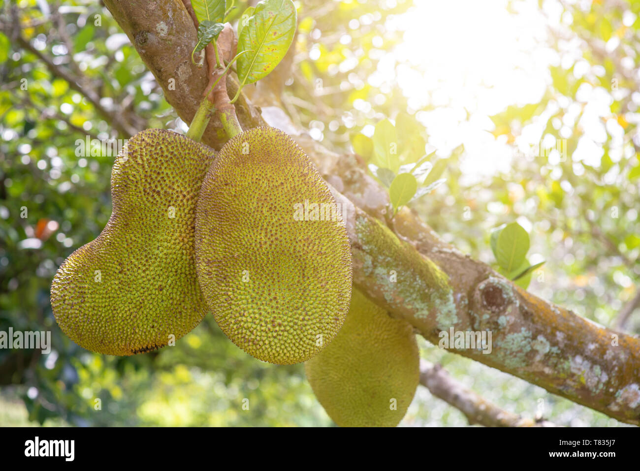 Jackfruits stem hi-res stock photography and images - Alamy