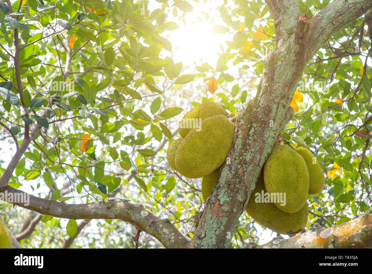 Large jackfruit fruits growing hi-res stock photography and images - Alamy