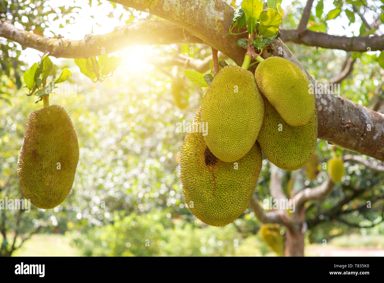 Large jackfruit fruits growing hi-res stock photography and images - Alamy