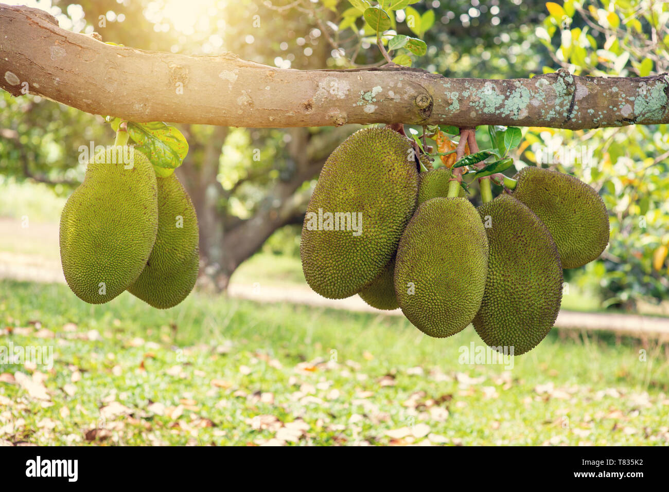 Jackfruit trees fruits hi-res stock photography and images - Alamy