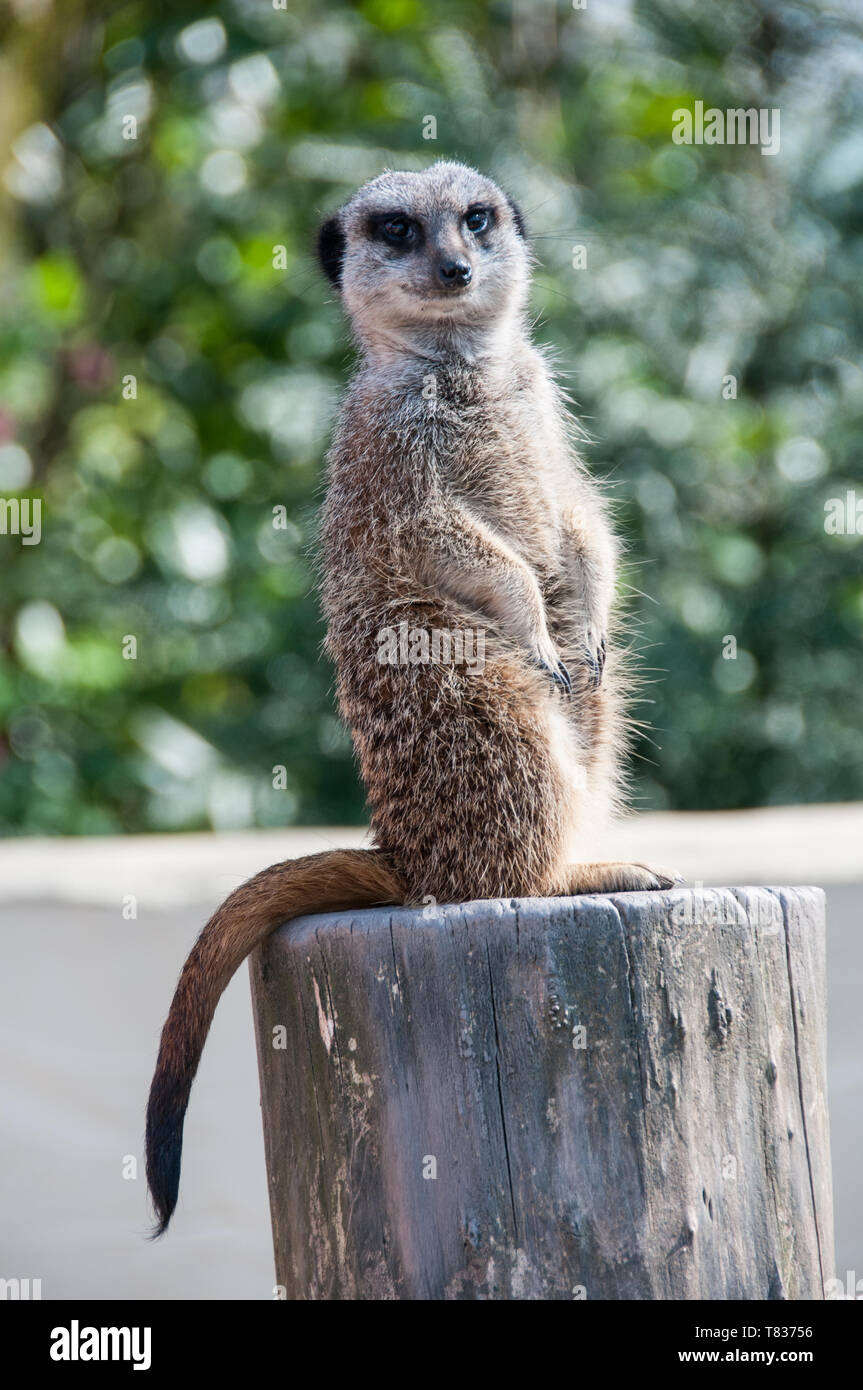 A meerkat in the mini zoo at Williamson Park, Lancaster, UK Stock Photo ...