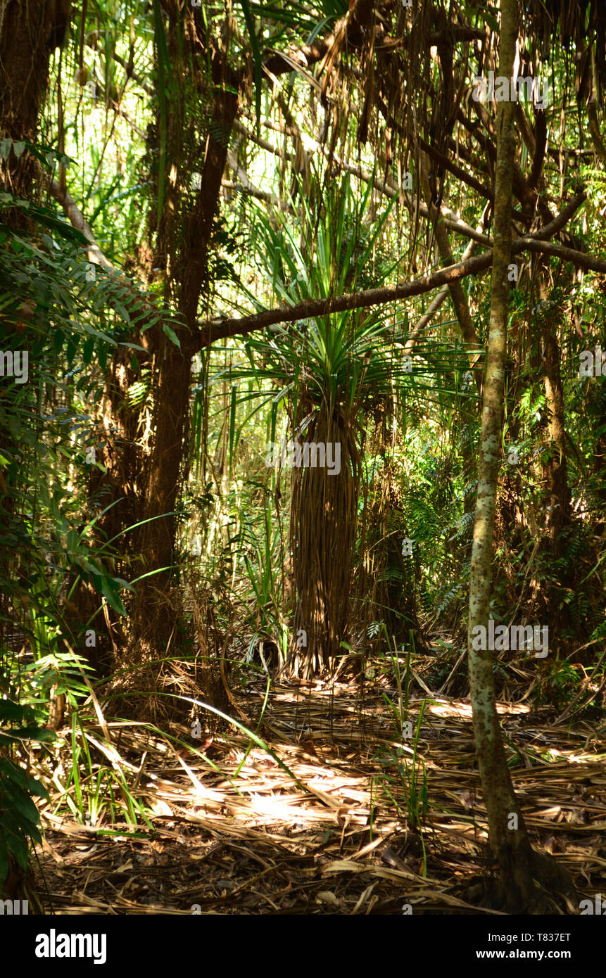 Wet tropics of queensland hi-res stock photography and images - Alamy