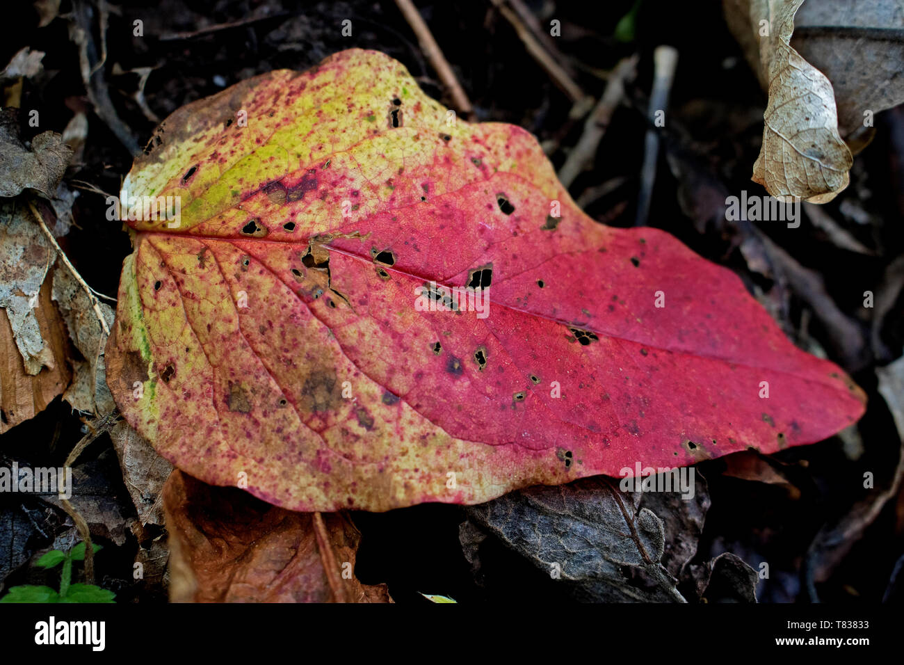 Life is beautiful in Decay Stock Photo - Alamy