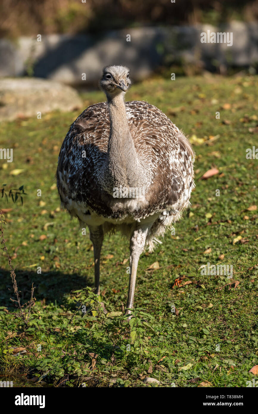 Darwin's rhea, Rhea pennata also known as the lesser rhea Stock Photo ...