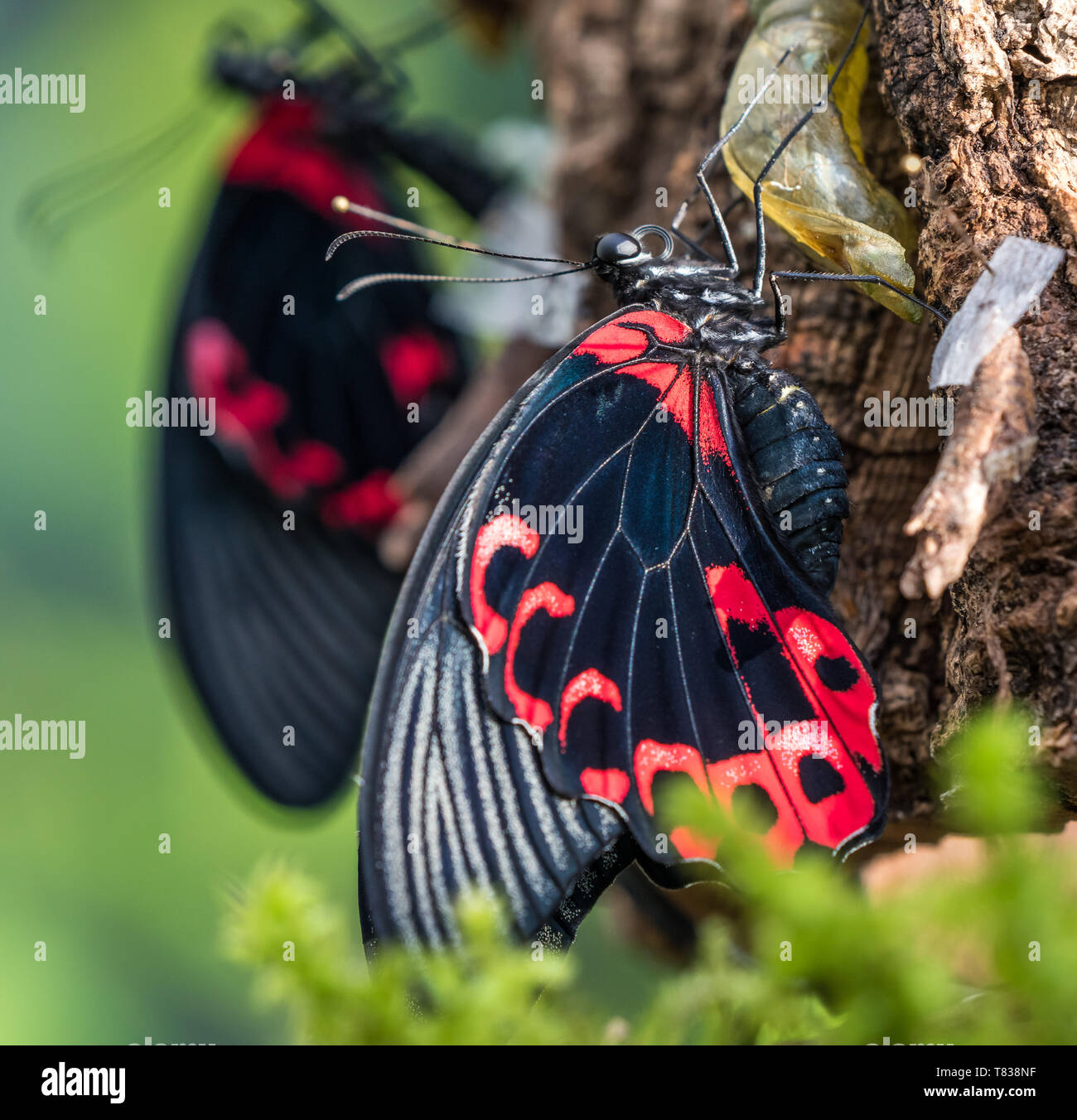 Papilio rumanzovia, the scarlet Mormon or red Mormon, butterfly Stock ...