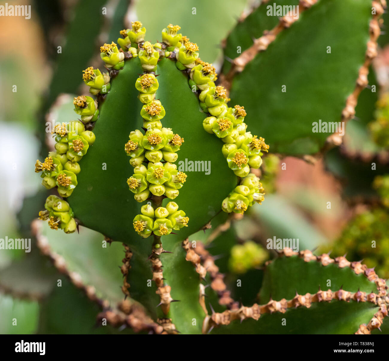 Bushveld candelabra euphorbia hi-res stock photography and images - Alamy