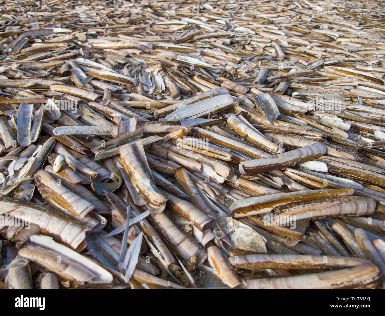 Razor sword shell hi-res stock photography and images - Alamy