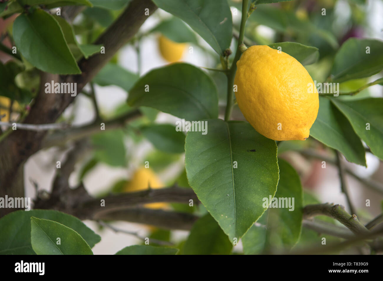 Imperial lemon citrus tree Stock Photo - Alamy