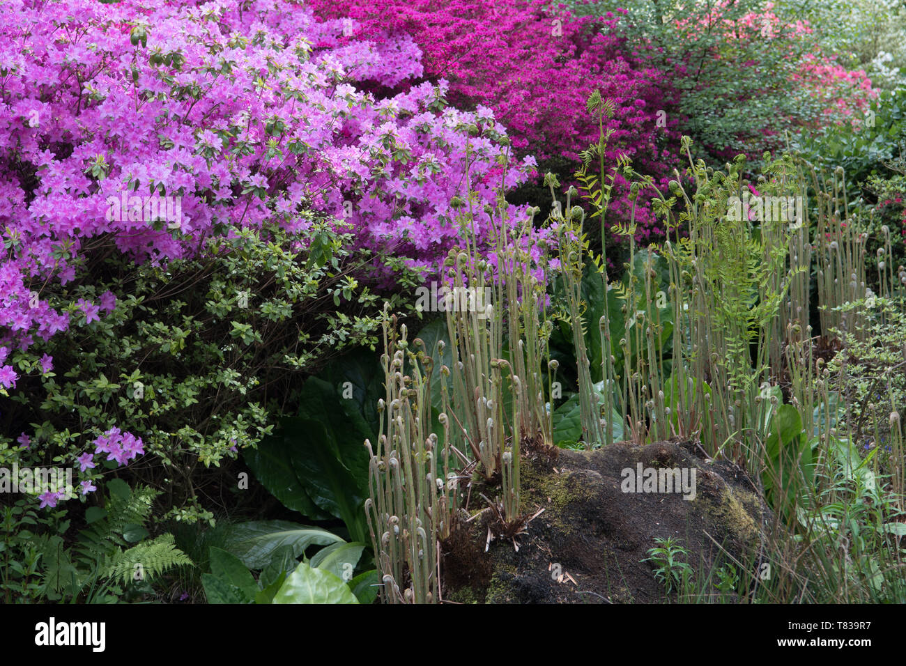 The beautiful flowers in bloom at the Isabella Plantation, Richmond ...