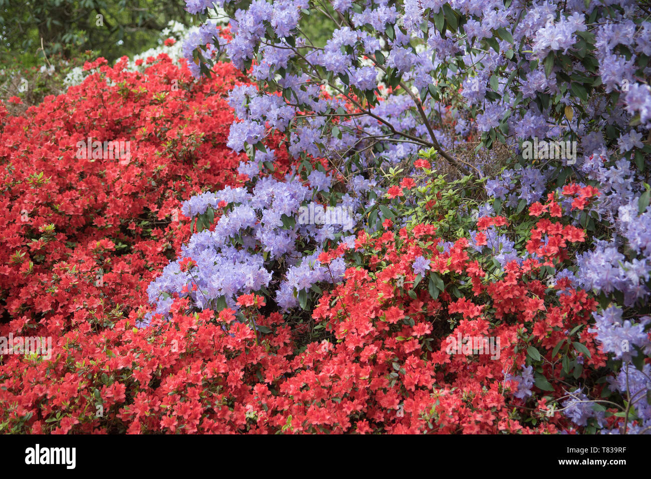 The beautiful flowers in bloom at the Isabella Plantation, Richmond ...