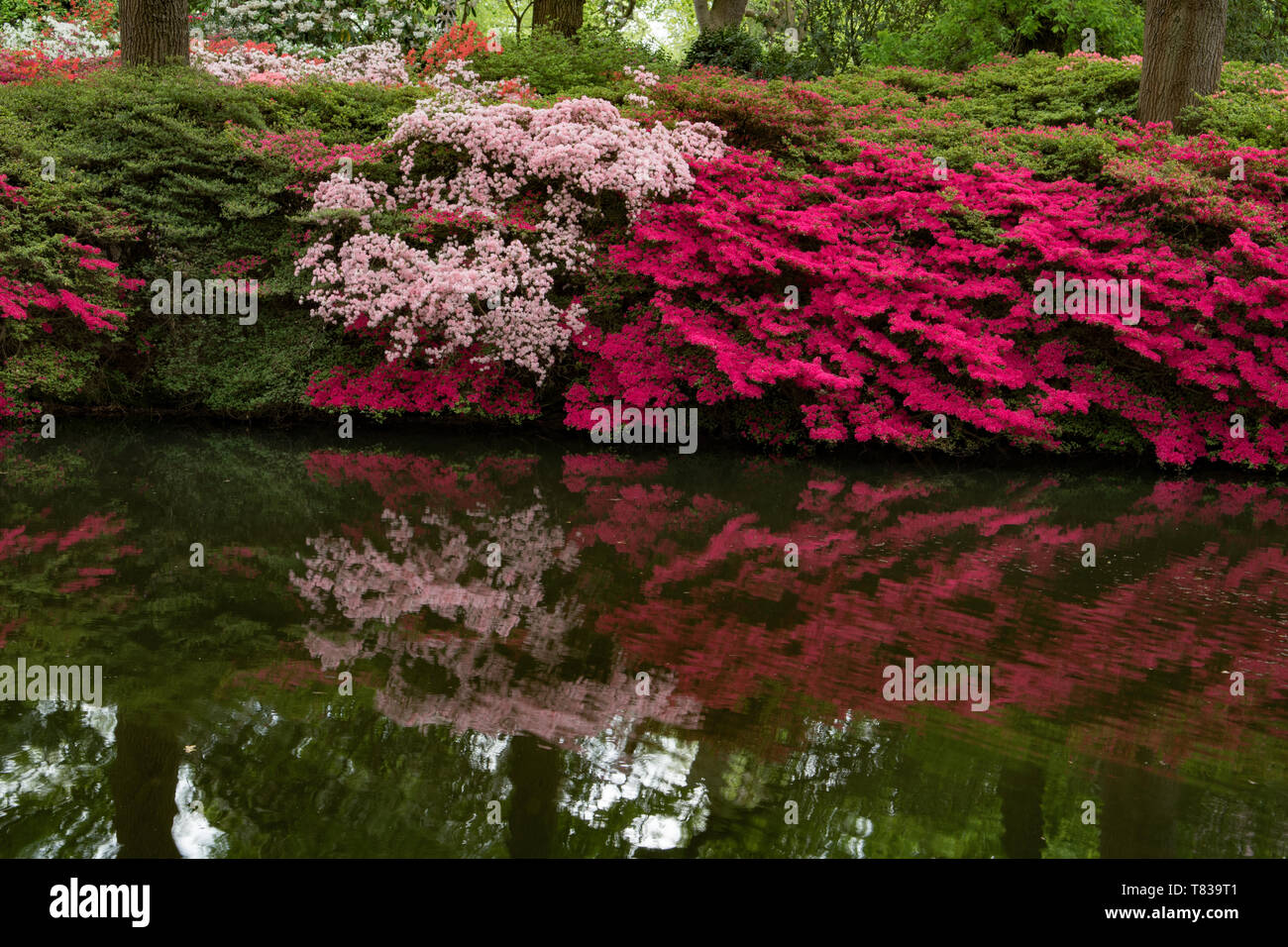 Richmond park azaleas hi-res stock photography and images - Alamy