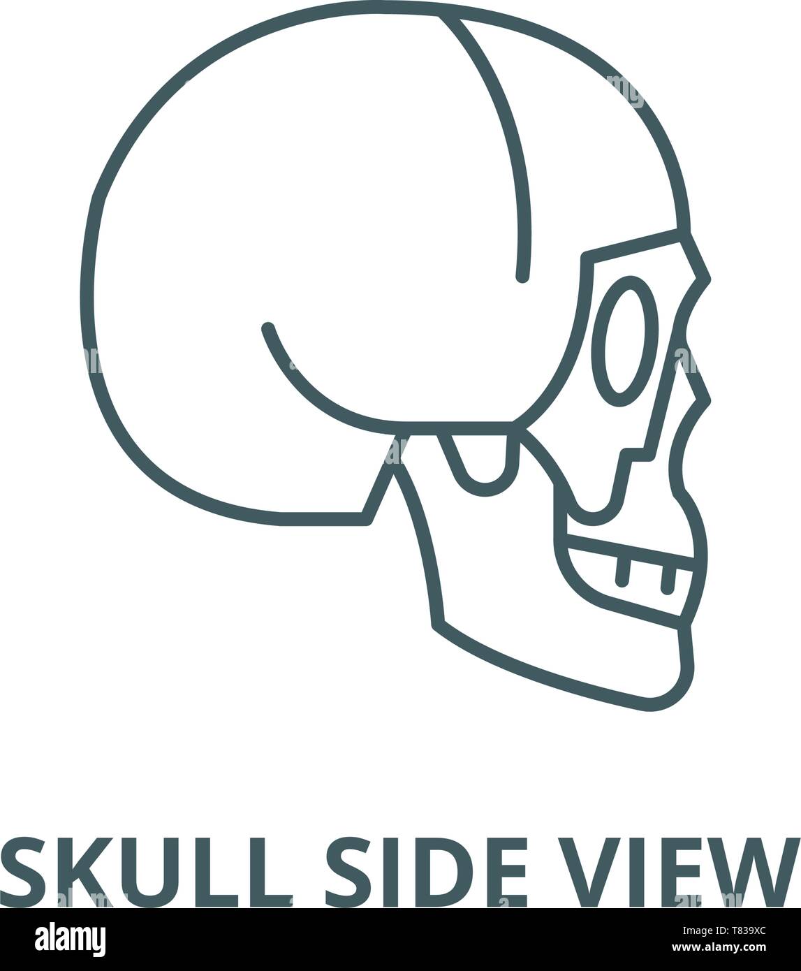 Skull side view vector line icon, linear concept, outline sign, symbol ...