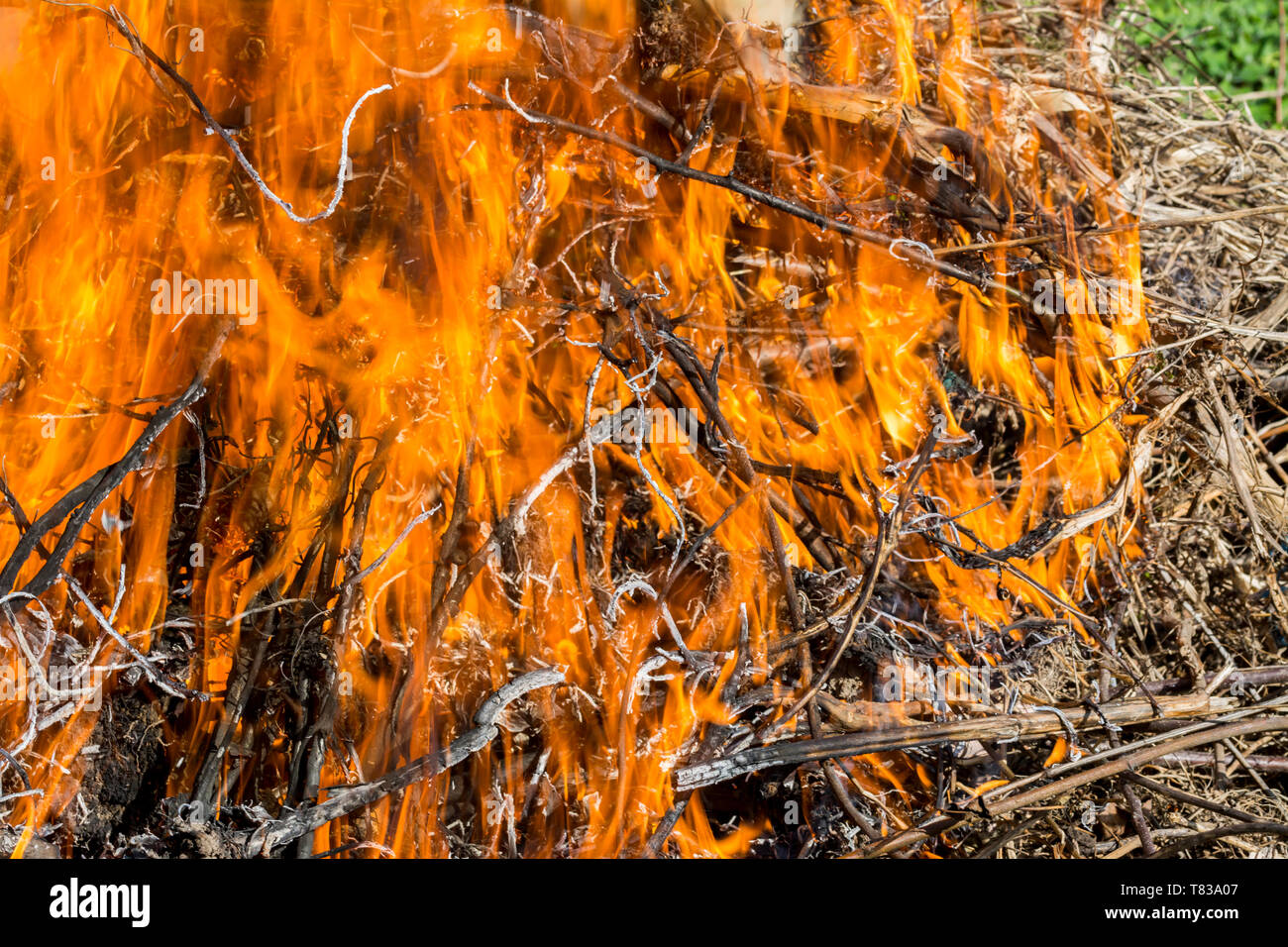 Bush on fire outdoor. Burning dry grass. Fire and smoke. background ...