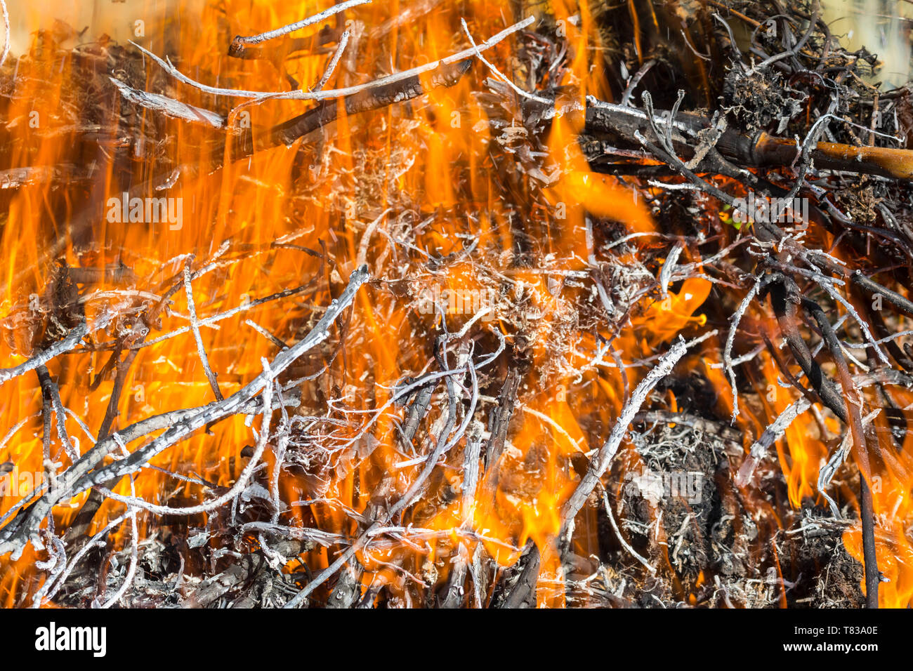 Bush on fire outdoor. Burning dry grass. Fire and smoke. background ...