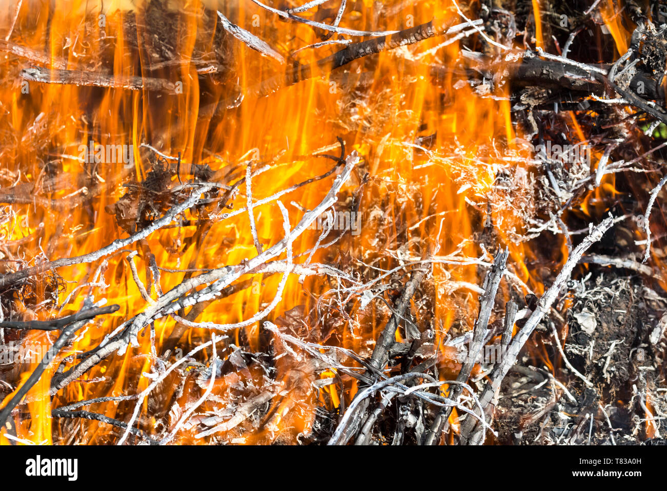 Bush on fire outdoor. Burning dry grass. Fire and smoke. background ...